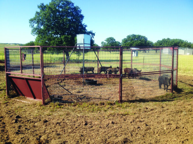 Trap Wild Pigs for the Table – Mother Earth News